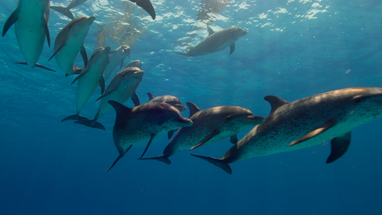 Watch Secret World of Sound with David Attenborough | Netflix