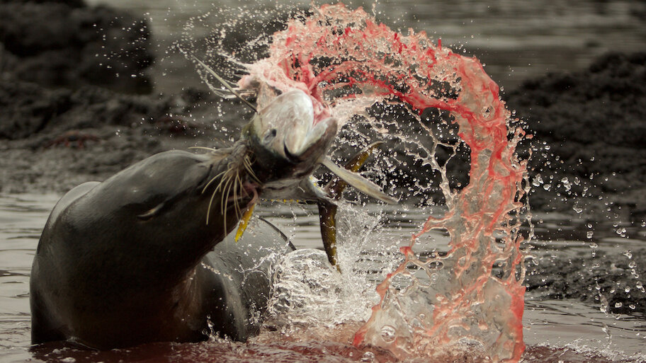 Watch The Blue Planet: A Natural History of the Oceans | Netflix