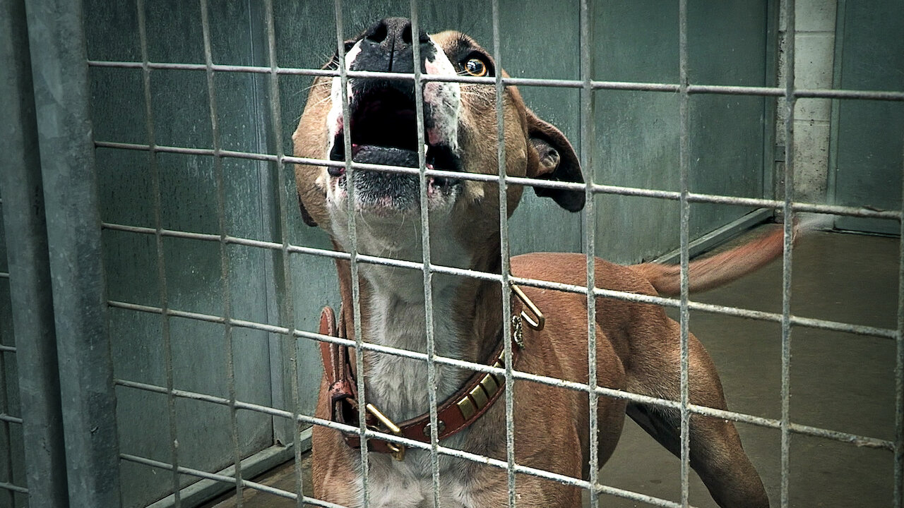 Watch Death Row Dogs | Netflix