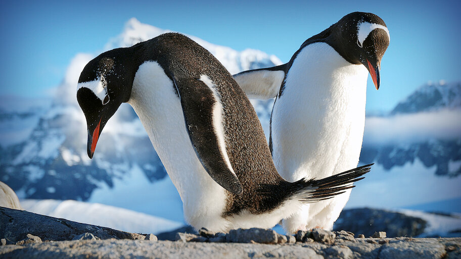 Watch Nature: Penguin Post Office | Netflix