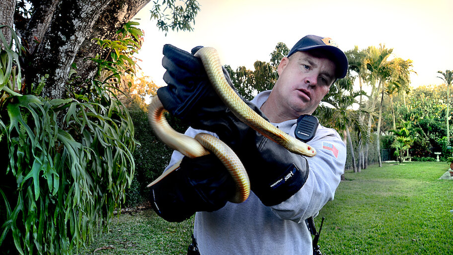 Swamp Wars | Netflix