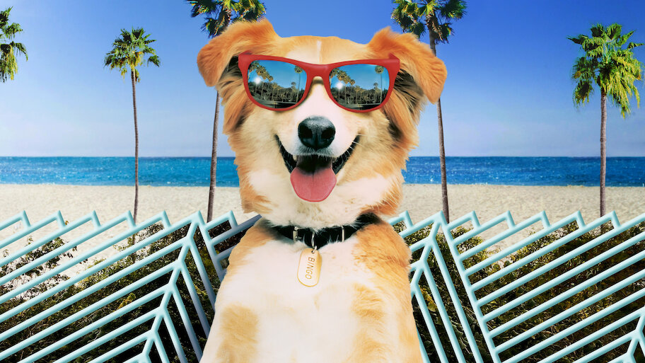 Watch Bingo | Netflix