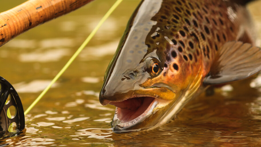 Watch The Ultimate Fishing Experience | Netflix