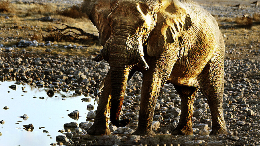 Watch Earth | Netflix