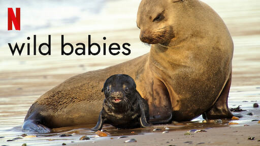 Watch Inside the Mind of a Cat | Netflix Official Site