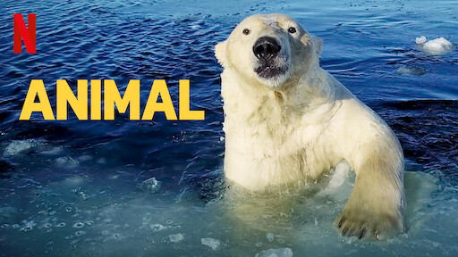 Watch My Octopus Teacher | Netflix Official Site