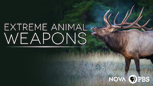 Nature & Ecology Documentaries | Netflix Official Site