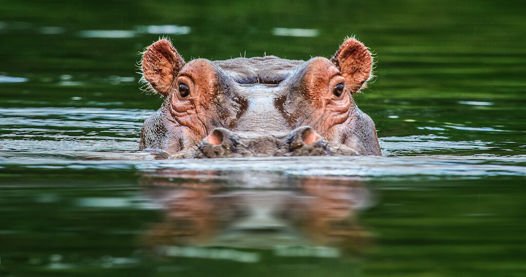 Watch Our Great National Parks | Netflix Official Site