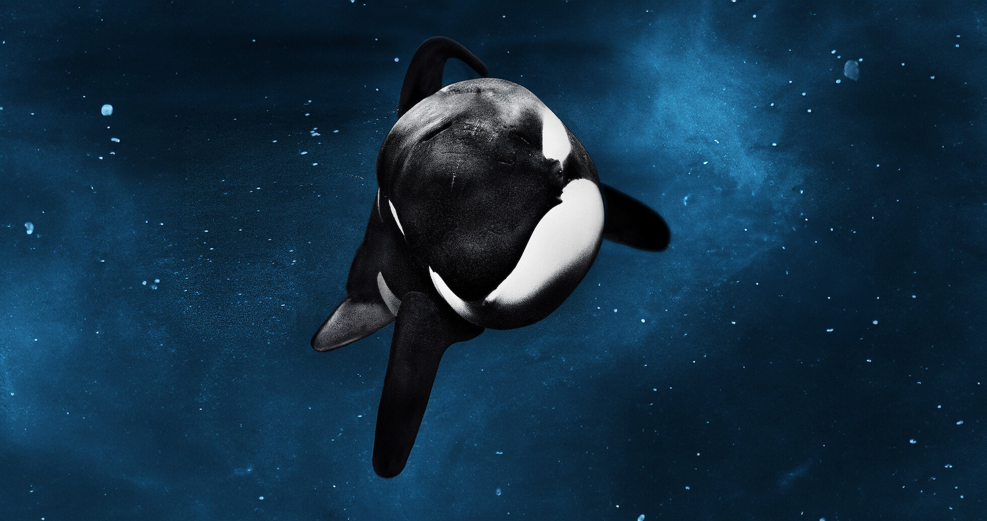Watch Blackfish | Netflix