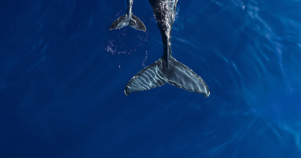 Watch Our Oceans | Netflix Official Site