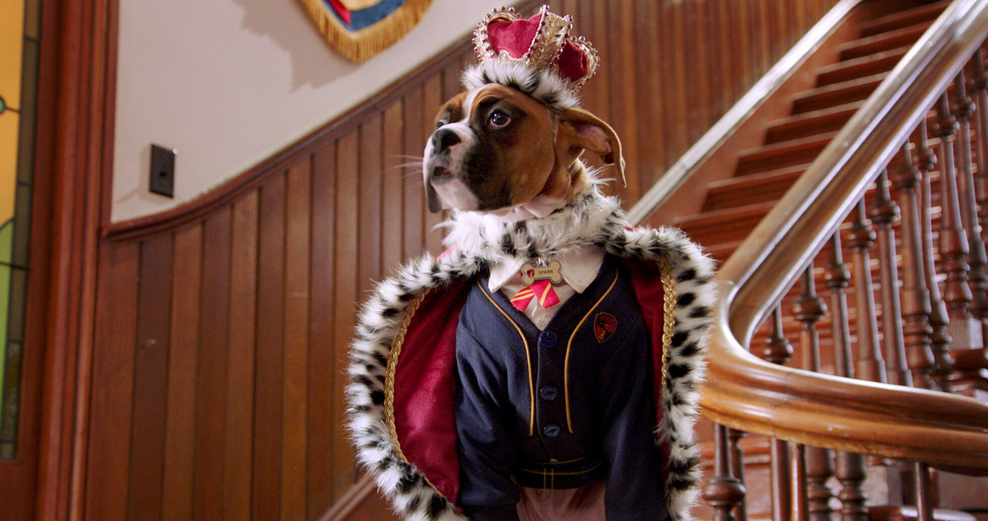 Watch Pup Academy | Netflix Official Site