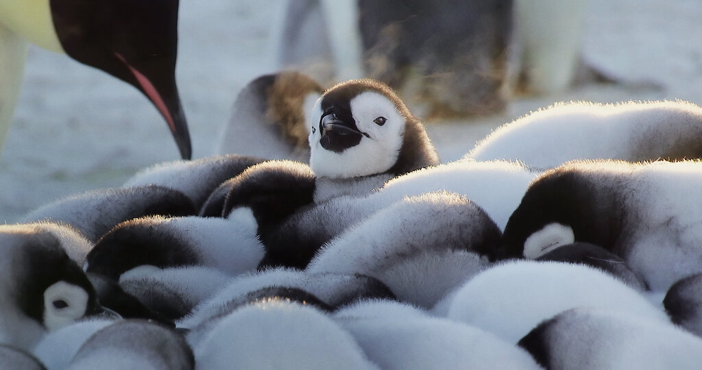 Watch Wild Babies | Netflix Official Site