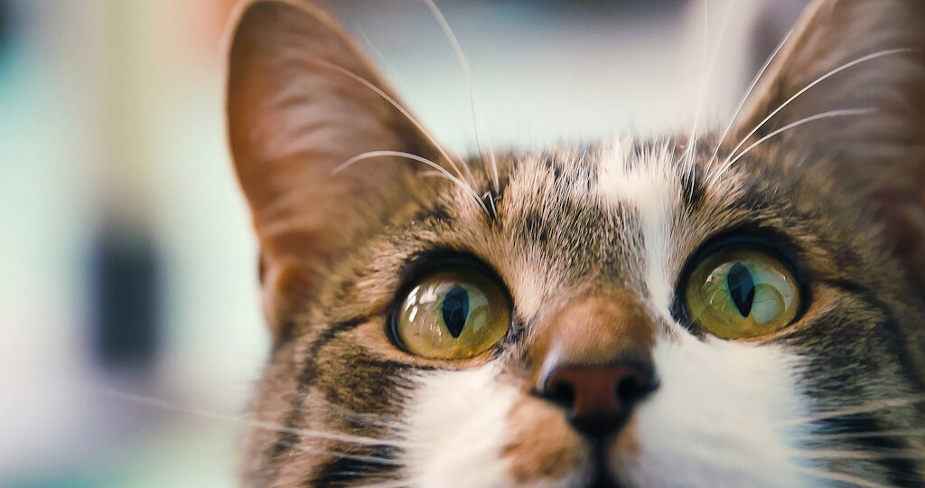 Watch Inside the Mind of a Cat | Netflix Official Site