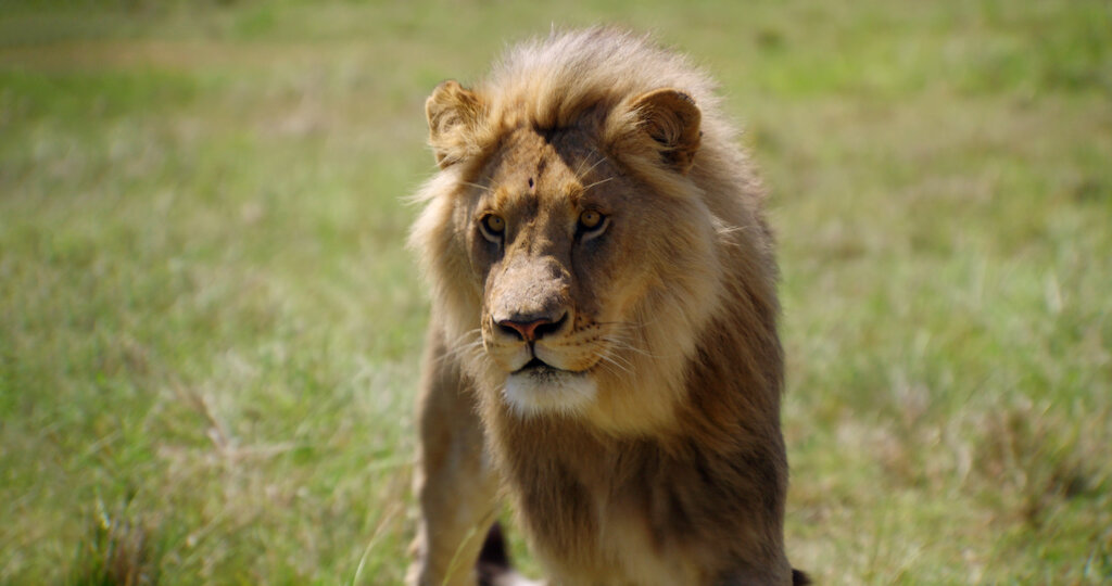Watch Animals on the Loose: A You vs. Wild Movie | Netflix Official Site