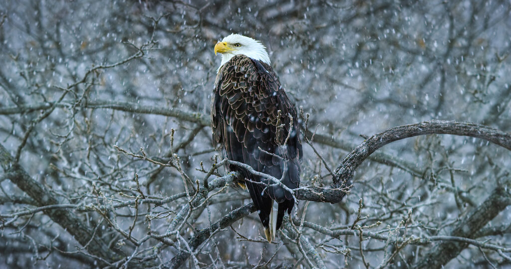 Watch Animal | Netflix