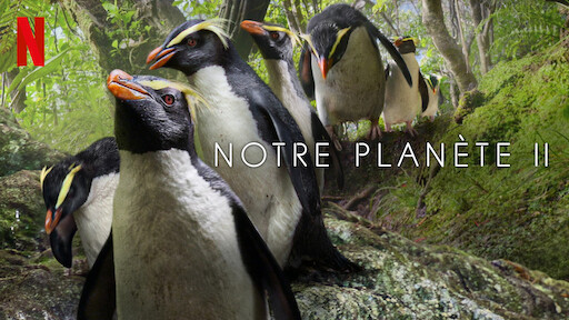 Watch David Attenborough : Une vie sur notre planète | Netflix Official Site