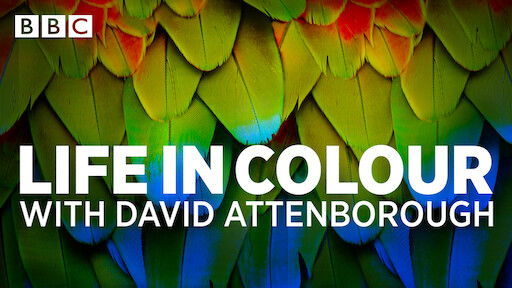 Watch David Attenborough: A Life on Our Planet | Netflix Official Site